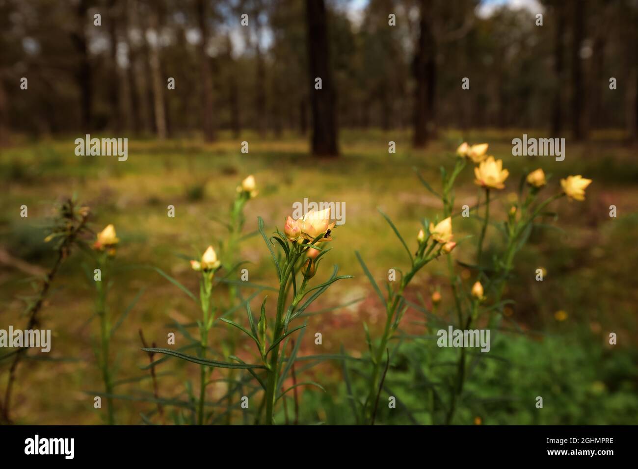 Australian native paper daisy hi-res stock photography and images - Alamy