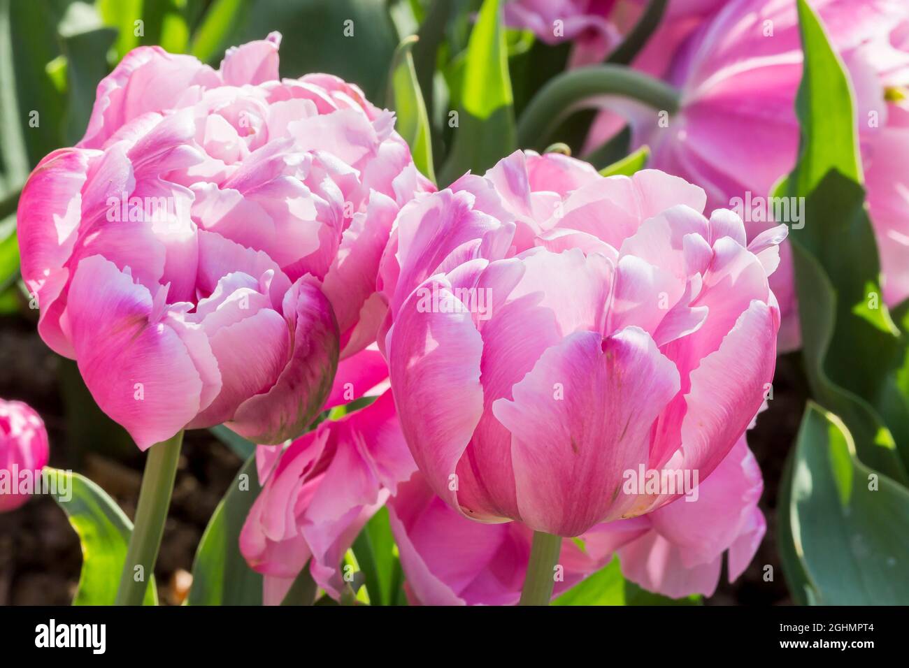 Tulip 'Pink Star' in bloom in a garden Stock Photo - Alamy