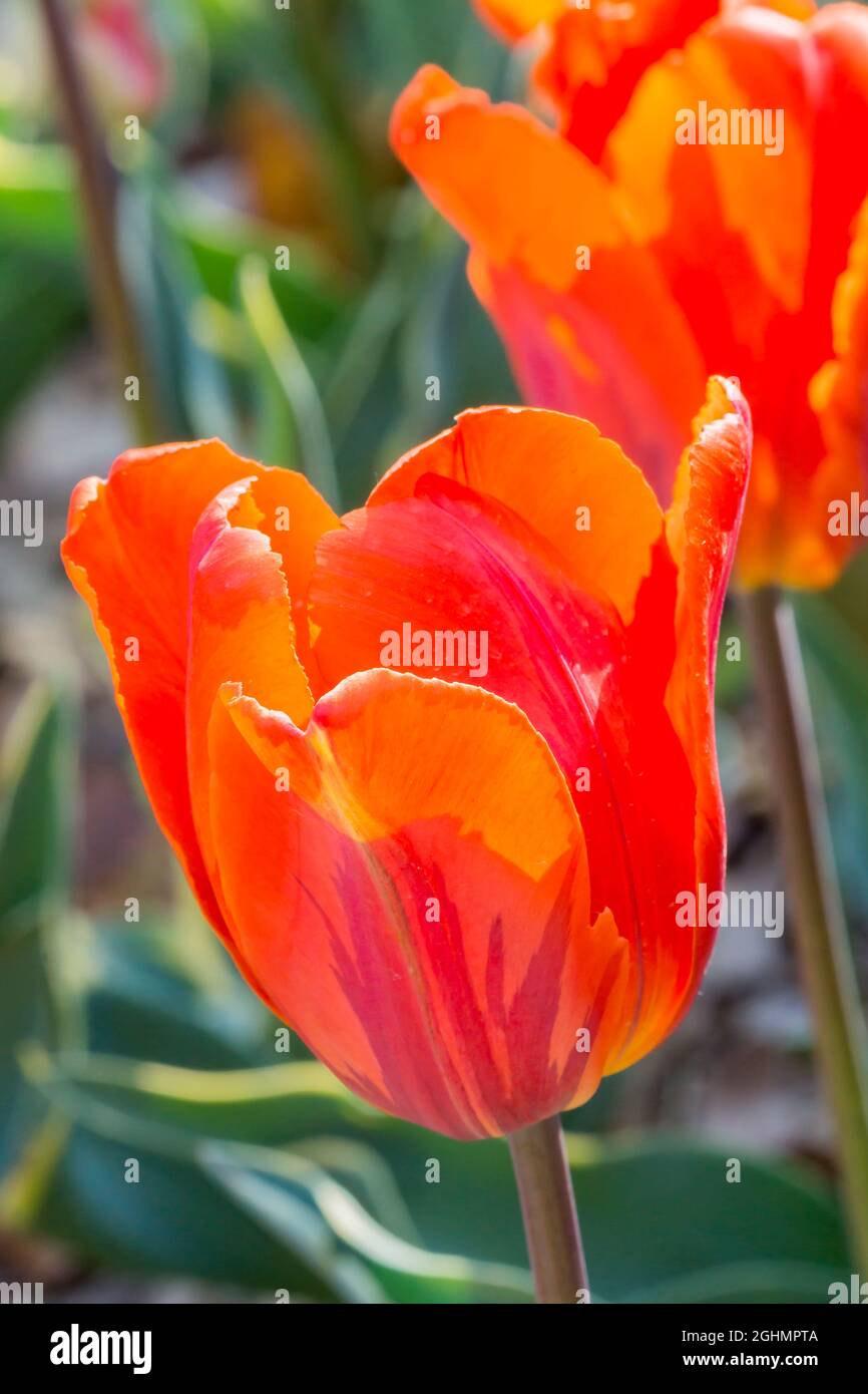 Tulipe 'Fire Queen' in bloom in a garden Stock Photo - Alamy