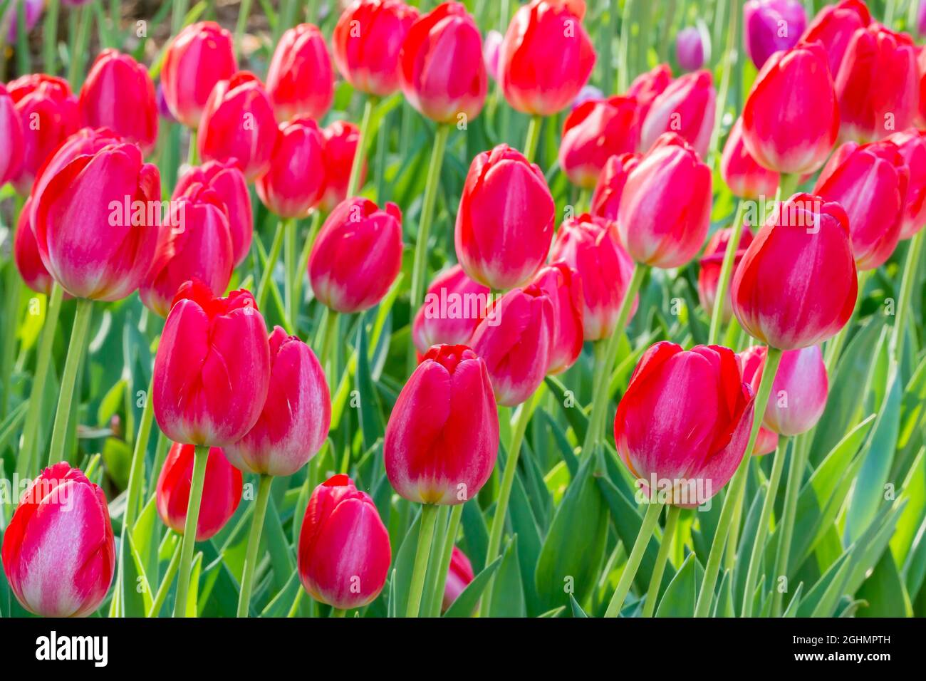 Tulip ''Escape'' in bloom in a garden Stock Photo - Alamy