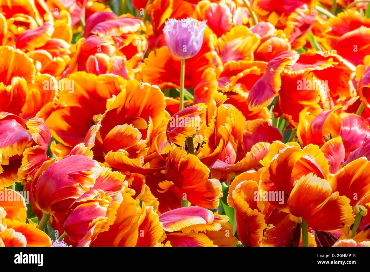 Tulip 'Bright Parrot' in bloom in a garden Stock Photo - Alamy
