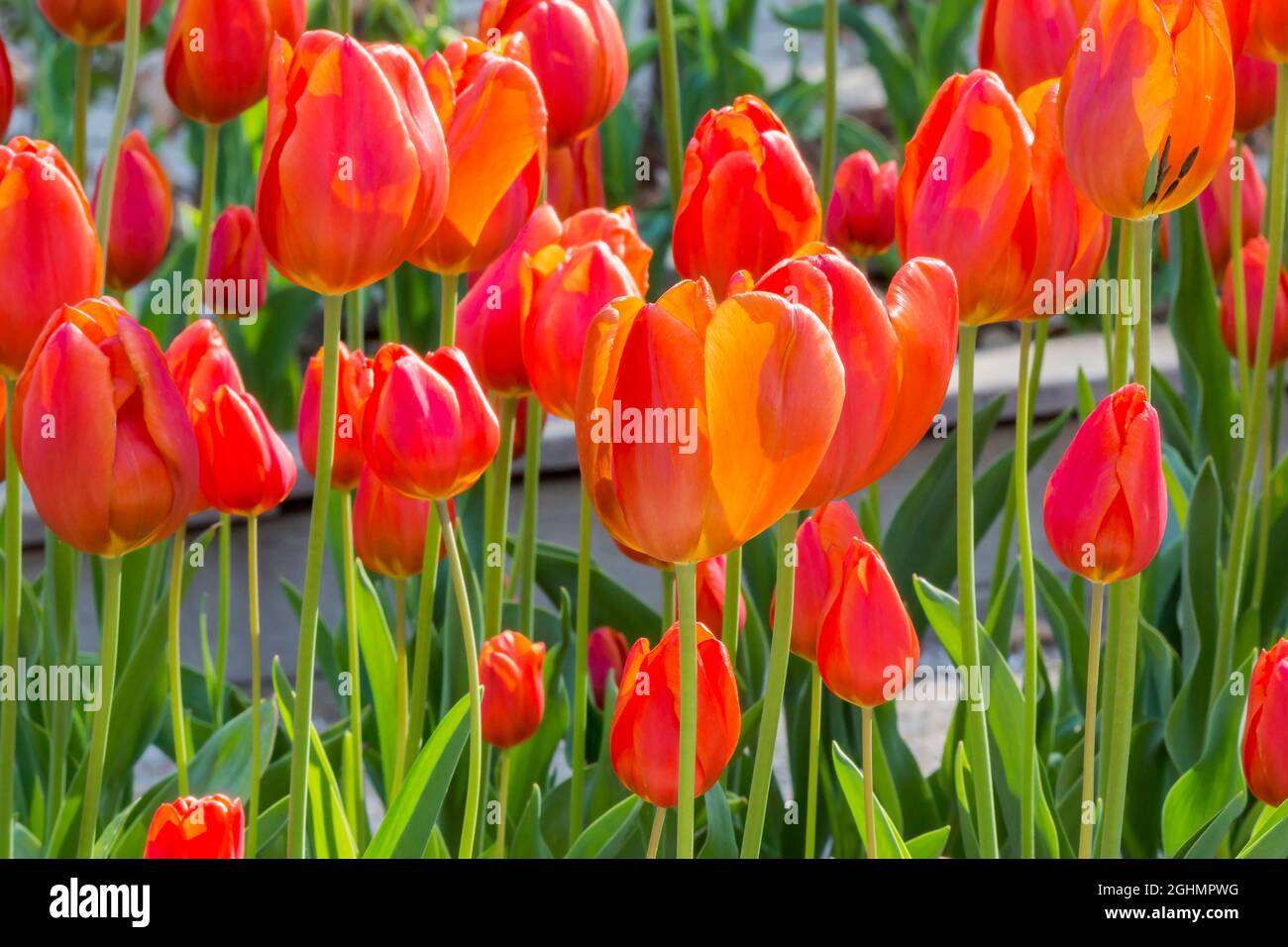 Tulip 'Orange Cassini' in bloom in a garden Stock Photo - Alamy