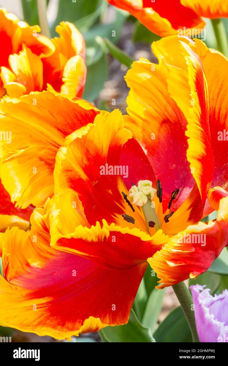 Tulip 'Bright Parrot' in bloom in a garden Stock Photo - Alamy
