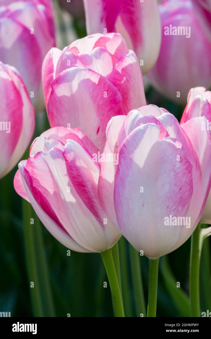 Tulip 'Shirley' in bloom in a garden Stock Photo - Alamy
