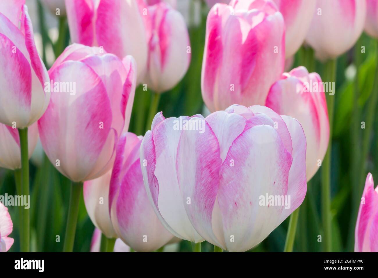 Tulip 'Shirley' in bloom in a garden Stock Photo - Alamy