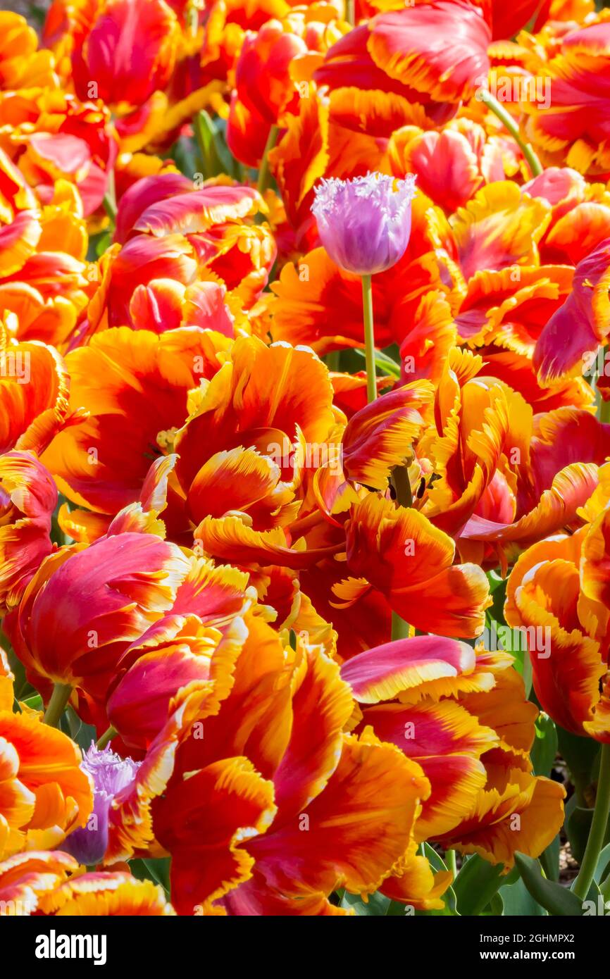 Tulip 'Bright Parrot' in bloom in a garden Stock Photo - Alamy