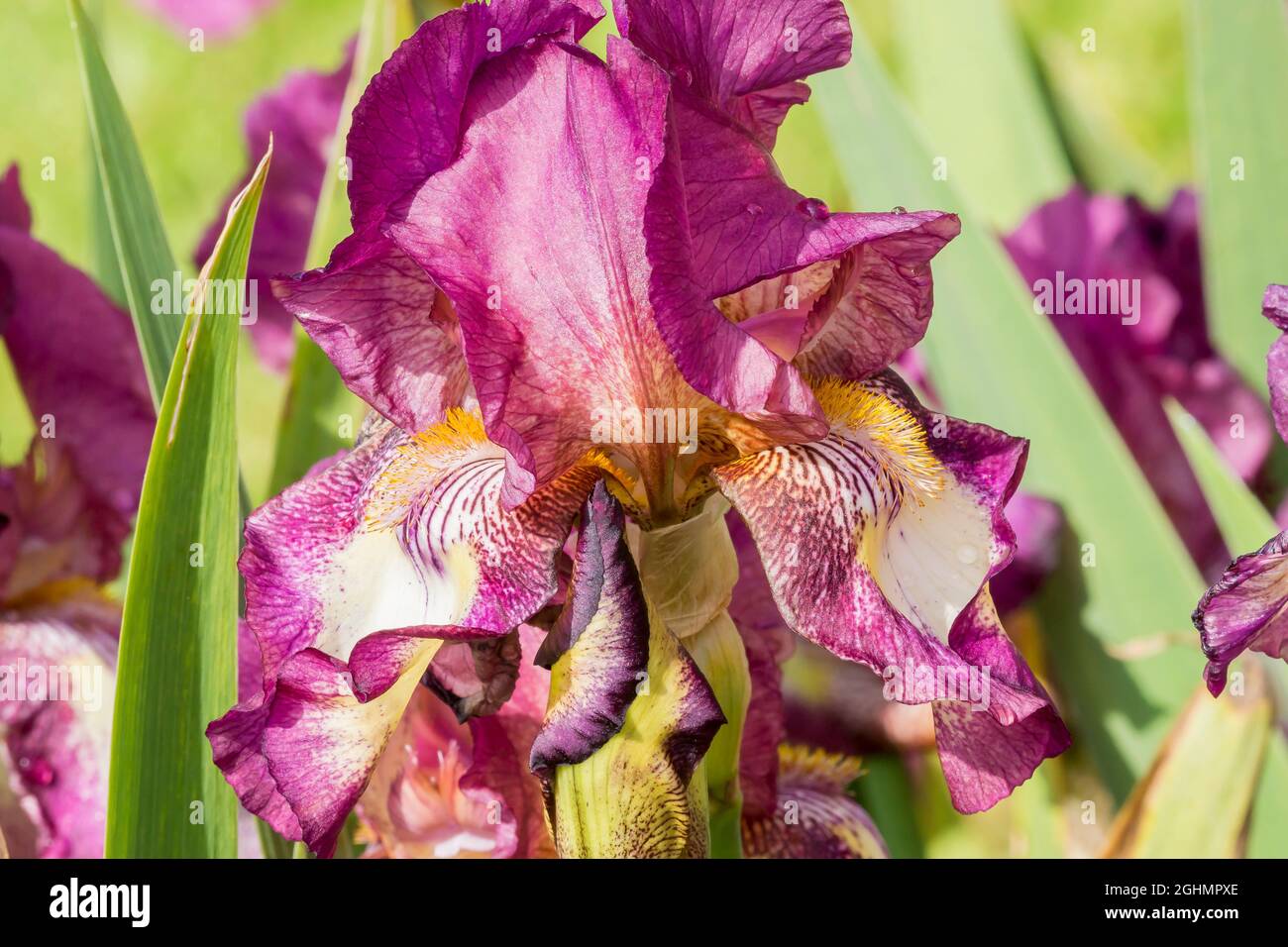 Iris Germanica 'Raspberry Ribbon' Breeder : Schreiner 1951 Stock Photo ...