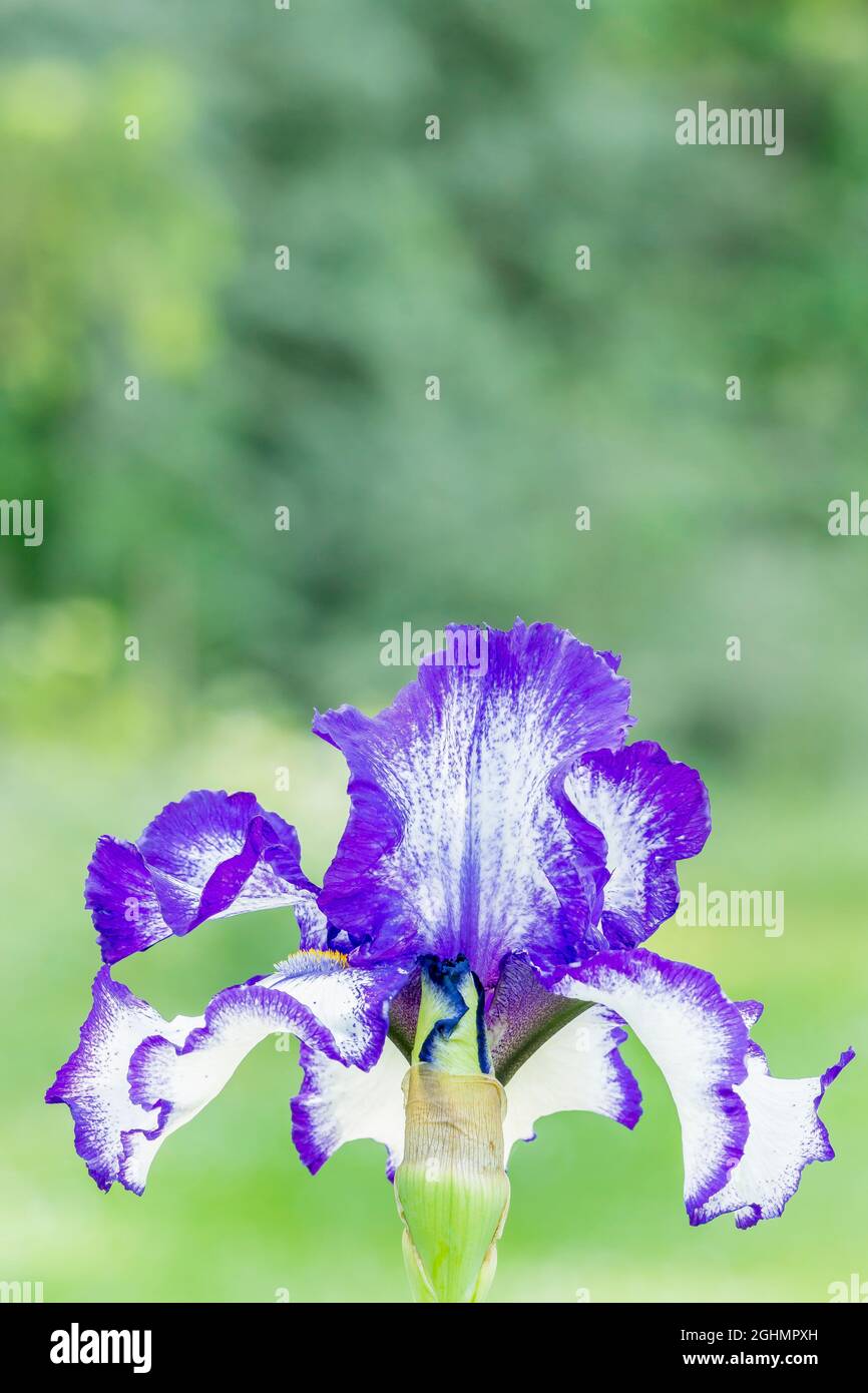 Iris Germanica 'Loop The Loop' Breeder : Schreiner 1975 Stock Photo - Alamy