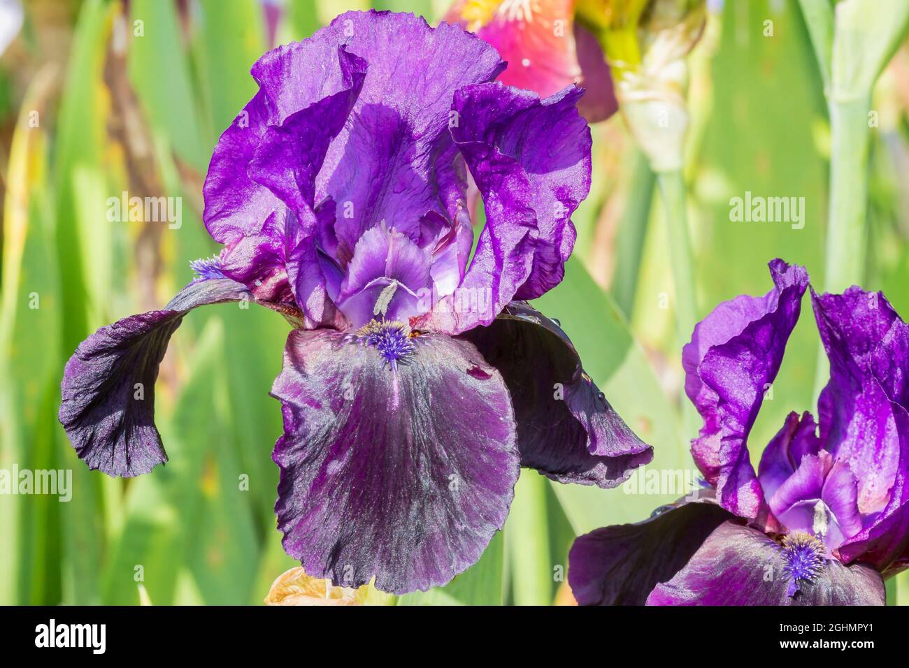 Iris Germanica 'Storm Warning' Breeder : Schreiner 1952 Stock Photo - Alamy
