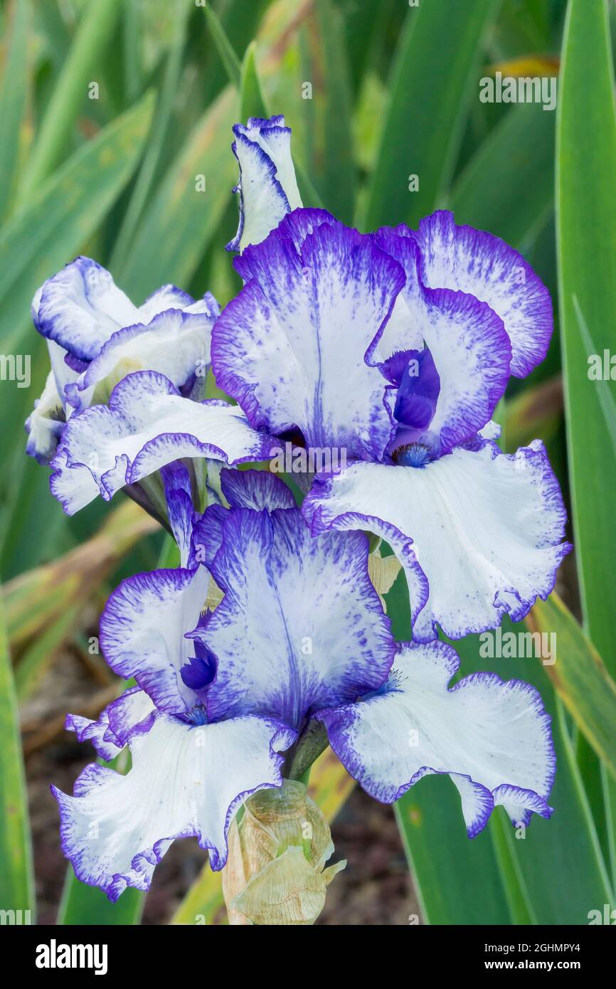 Iris Germanica 'Loop The Loop' Breeder : Schreiner 1975 Stock Photo - Alamy
