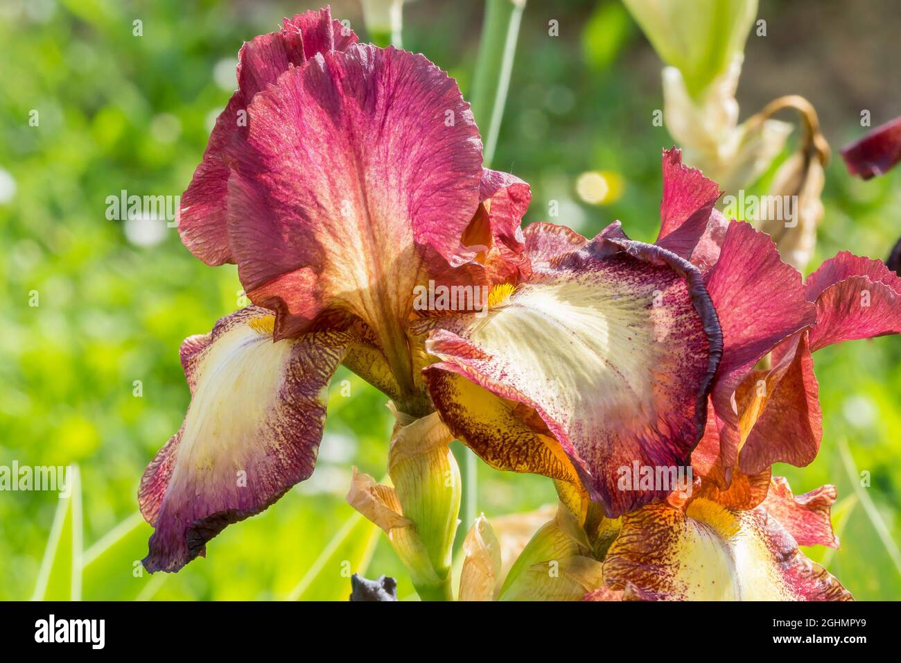 Iris Germanica 'Provencal' Breeder : Cayeux 1977 Stock Photo - Alamy