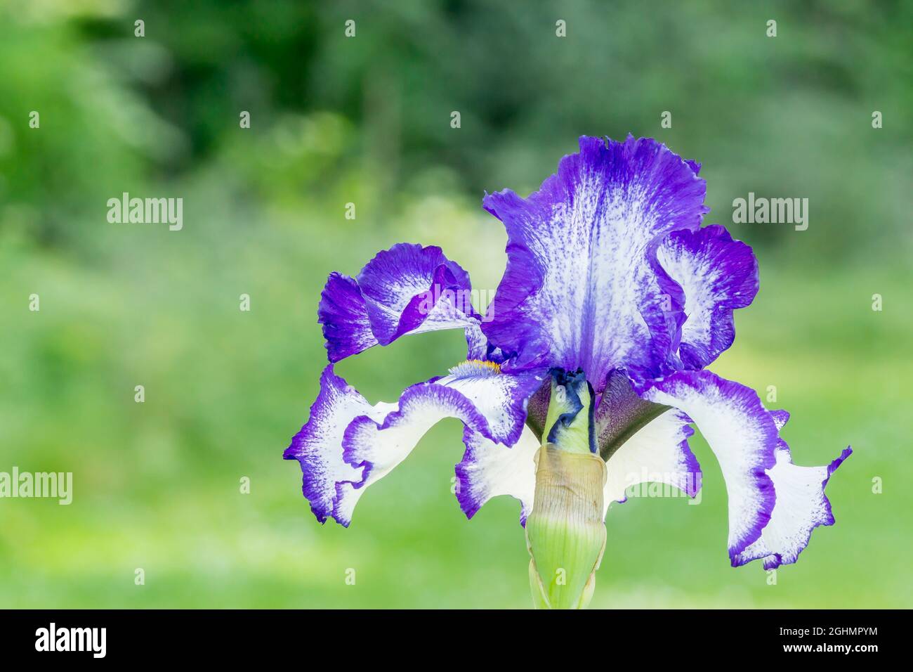Iris Germanica 'Loop The Loop' Breeder : Schreiner 1975 Stock Photo - Alamy