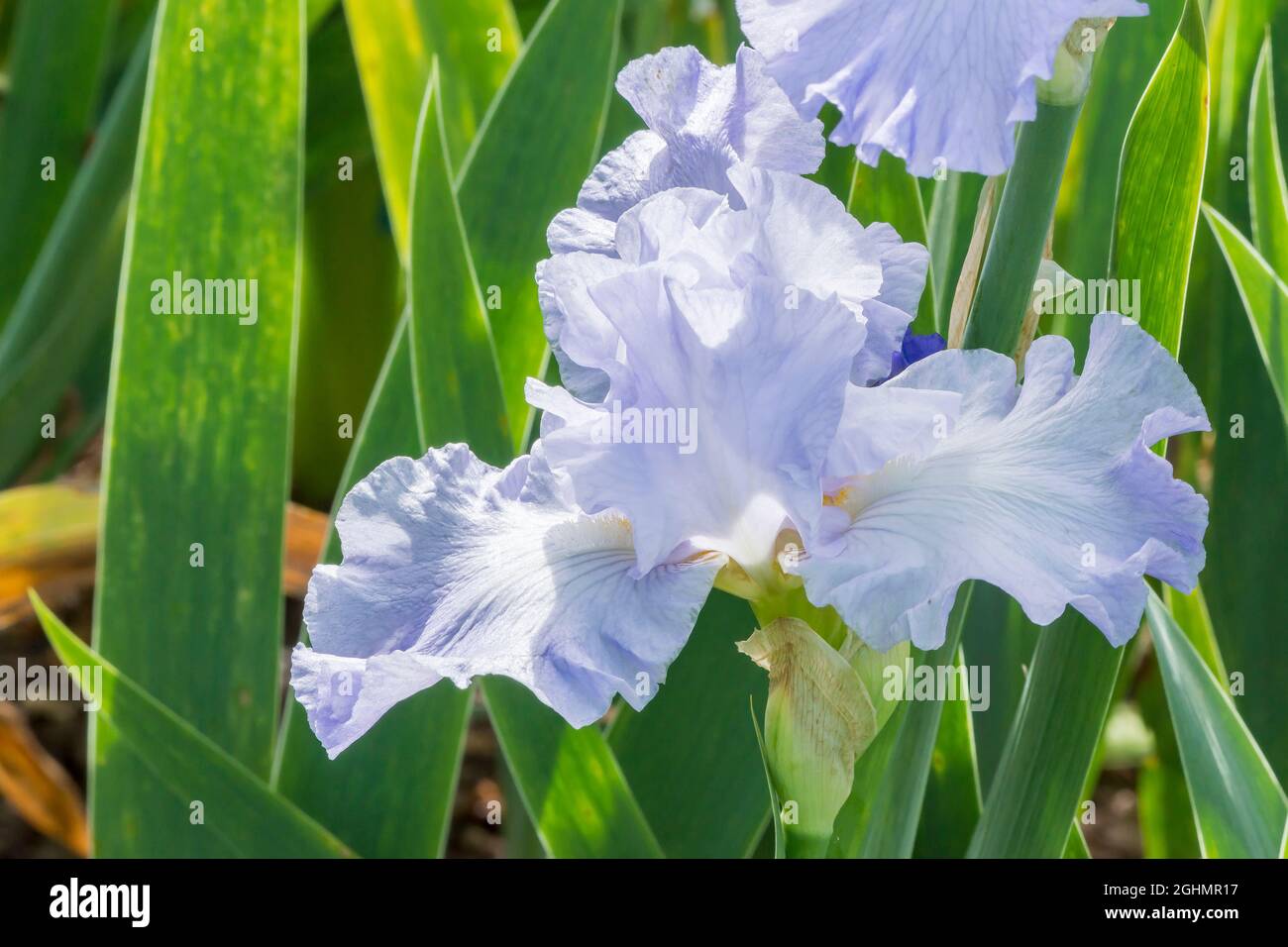 Iris Germanica 'Fashion Trend' Breeder : Palmer 1971 Stock Photo - Alamy