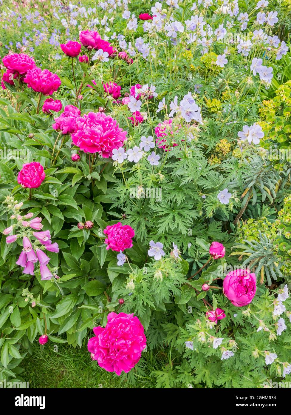 Peony 'Angelo Cobb Freeborn' in bloom in a garden Stock Photo - Alamy