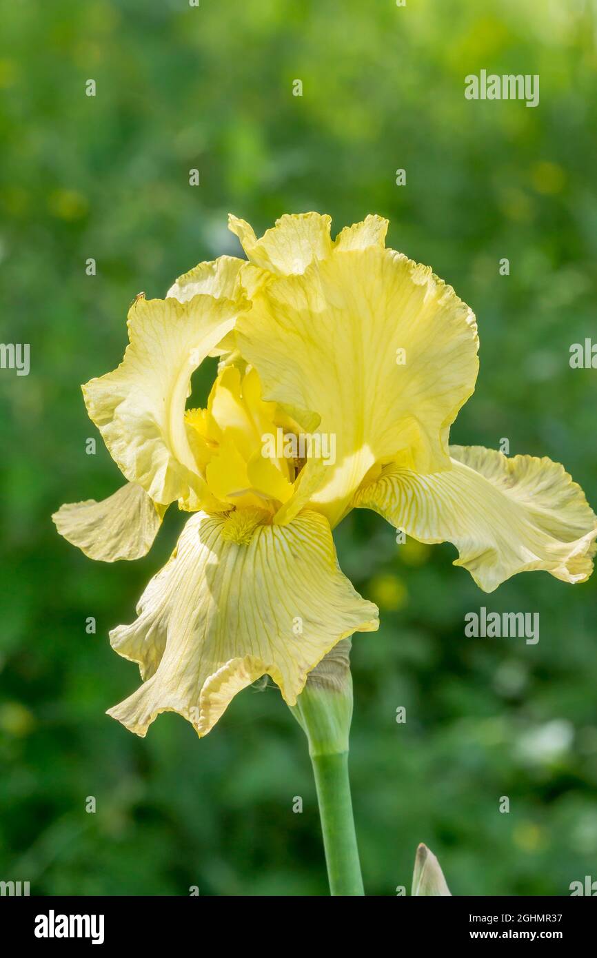 Iris Germanica 'Green Eyed Lady' Breeder : Plough 1972 Stock Photo - Alamy Iris Germanica 'Green Eyed Lady' Breeder : Plough 1972 Stock Photo - Alamy