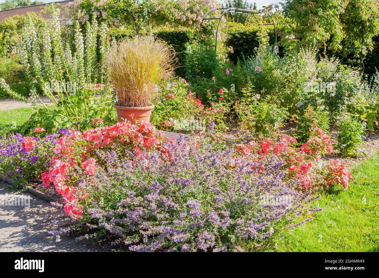 Rosa 'Douceur Normande', Nepeta faassenii 'Walker's Low', Ecole du ...