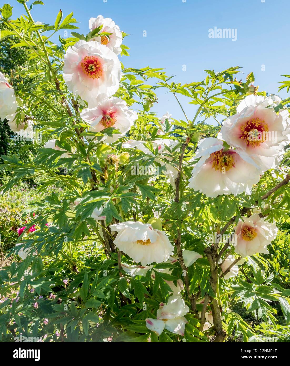 Yellow peony 'Helene Martin' in bloom in a garden Stock Photo - Alamy