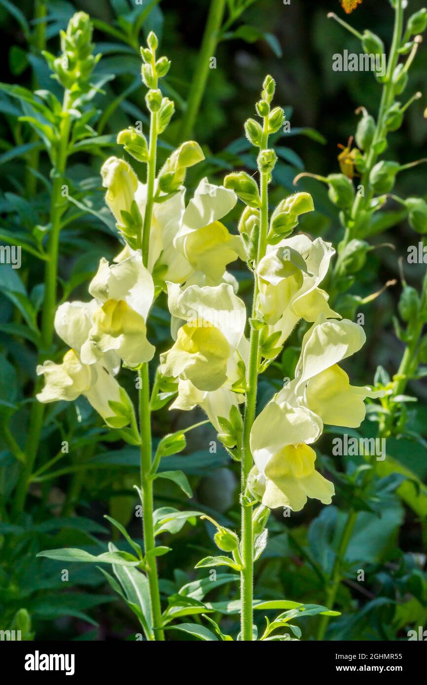 Antirrhinum majus 'Rocket Lemon Yellow' Stock Photo - Alamy