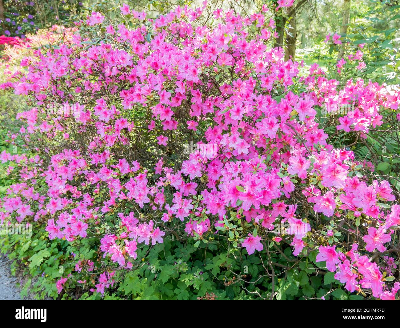 Azalea kaempferi 'Mimi' Stock Photo - Alamy