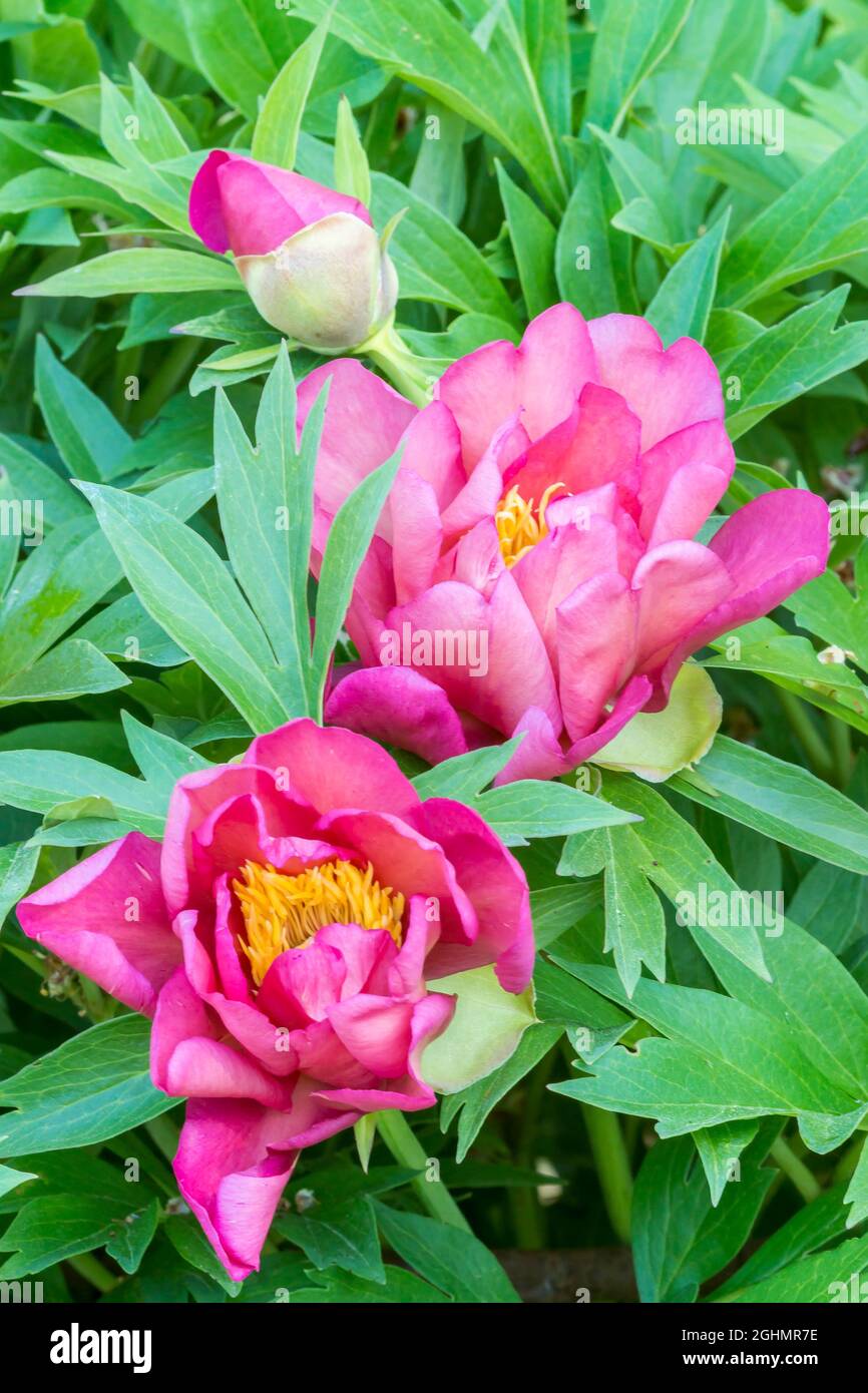 Paeonia julia rose itoh hi-res stock photography and images - Alamy