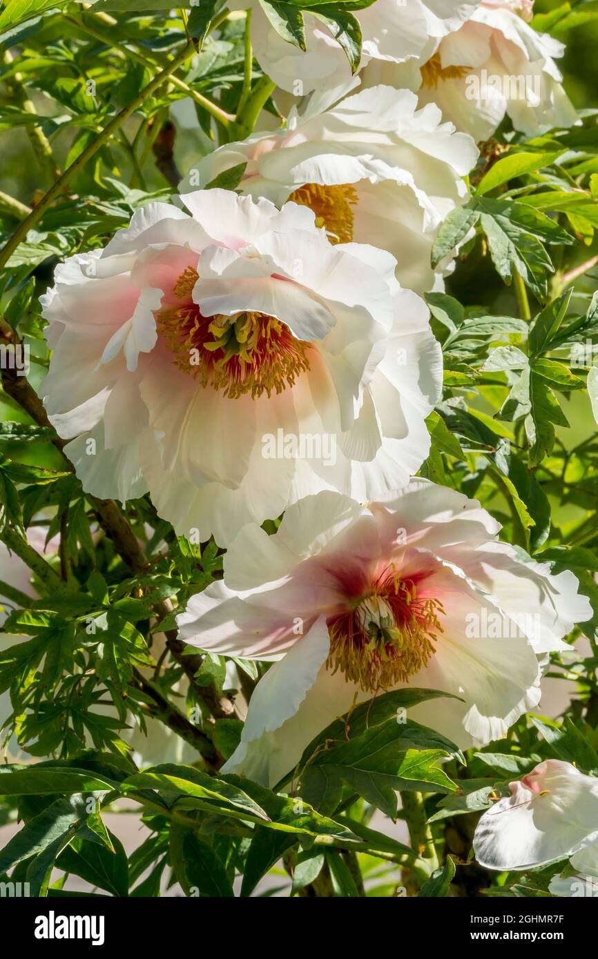 Yellow peony 'Helene Martin' in bloom in a garden Stock Photo - Alamy