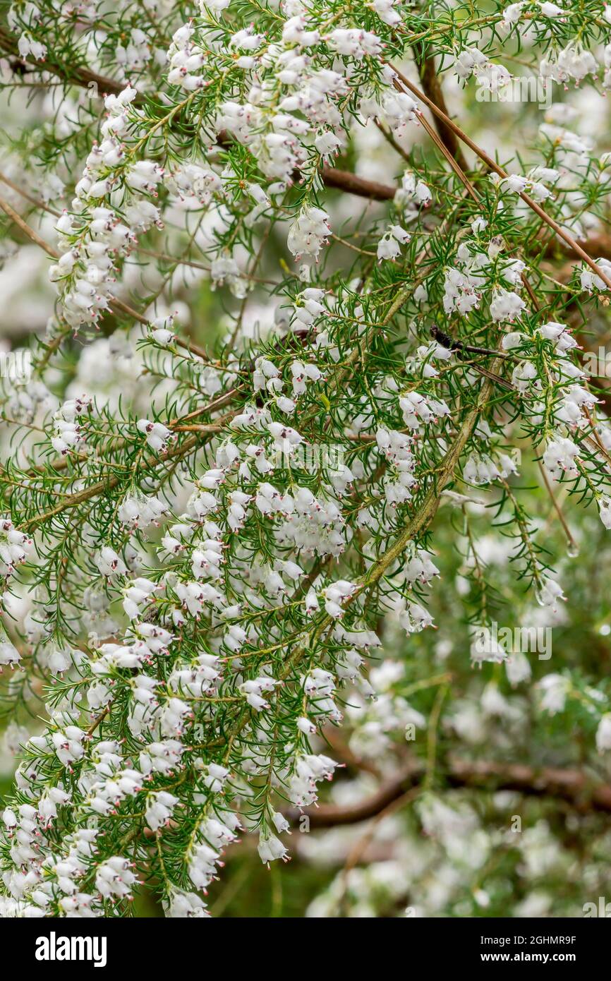 Erica arborea alpina hi-res stock photography and images - Alamy