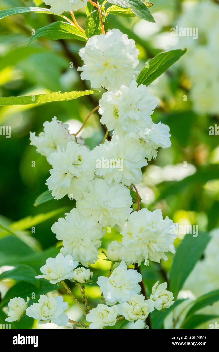 Spiraea cantoniensis 'Lanceata' Stock Photo - Alamy
