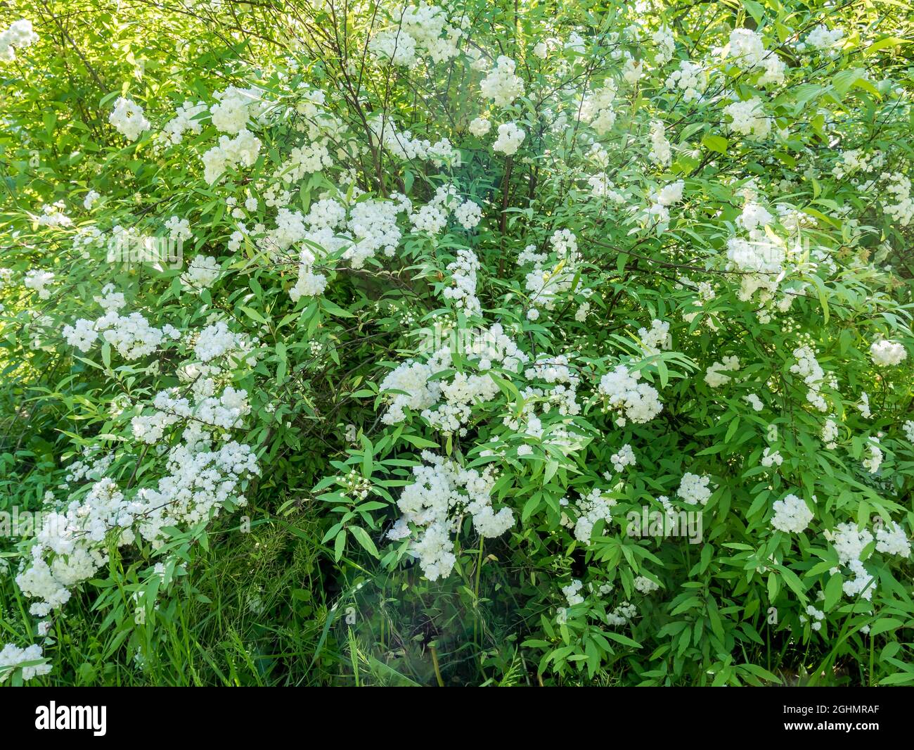 Spiraea cantoniensis 'Lanceata' Stock Photo - Alamy