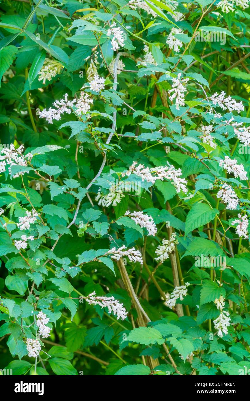 Neillia sinensis hi-res stock photography and images - Alamy