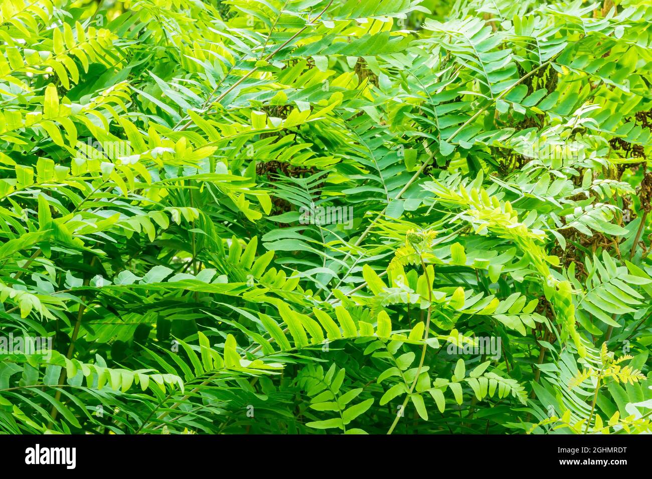 Osmunda hi-res stock photography and images - Alamy