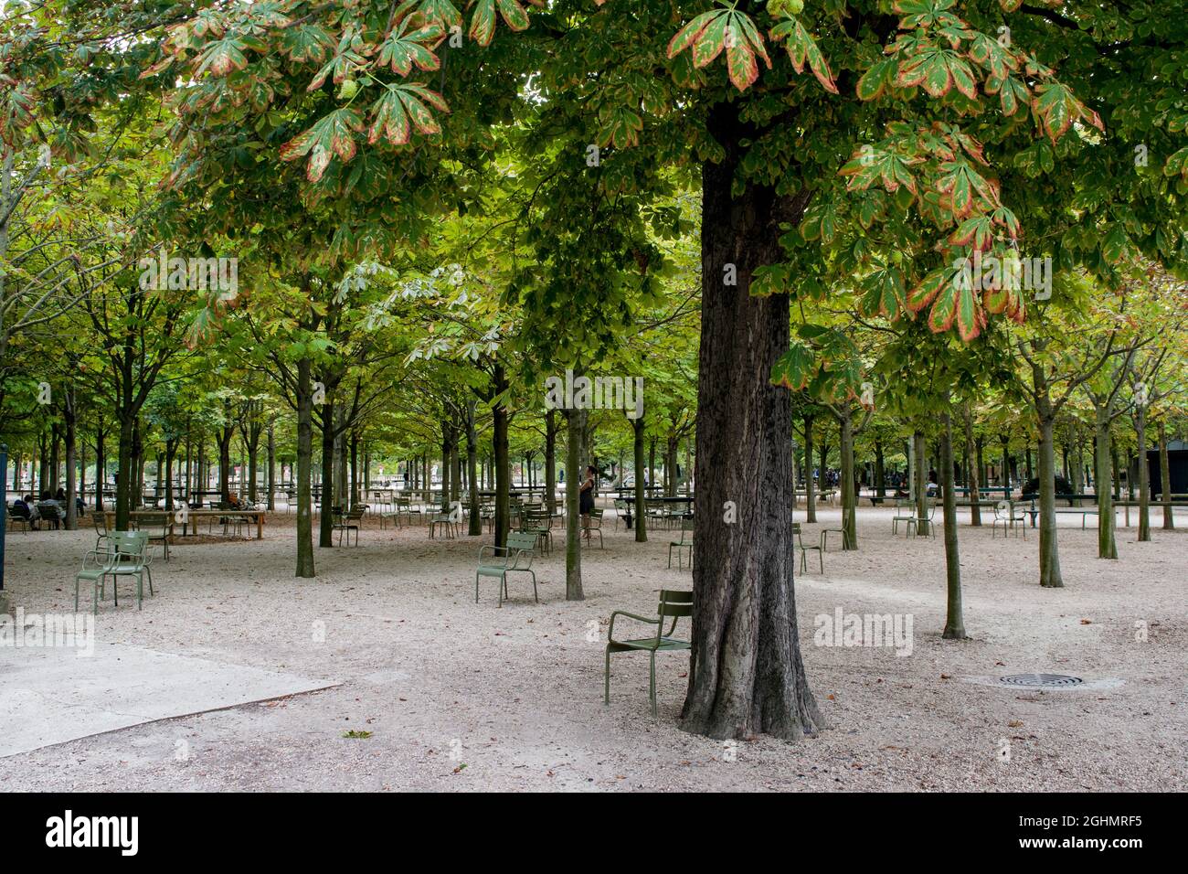 Chestnut trees in Luxembourg Garden Paris Stock Photo - Alamy