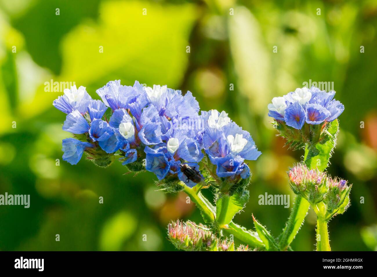 Limonium sinuatum 'Qis Pale Blue' Stock Photo - Alamy