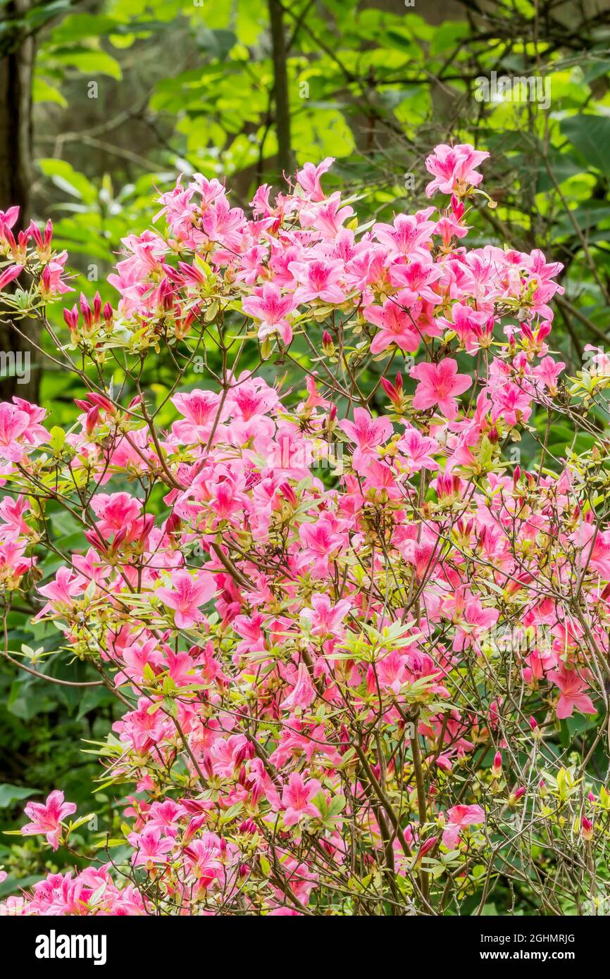 Azalea kaempferi 'Mimi' Stock Photo - Alamy