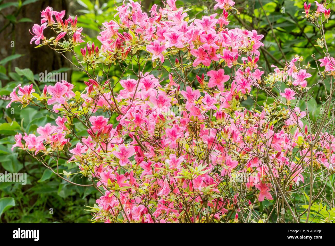 Azalea kaempferi 'Mimi' Stock Photo - Alamy