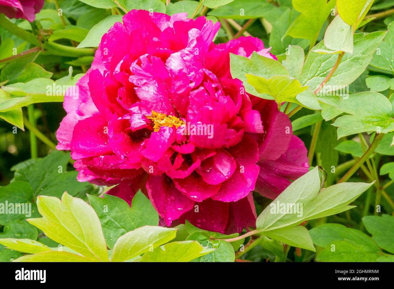 Peony 'Wo Long Peng Sheng' in bloom in a garden Stock Photo - Alamy