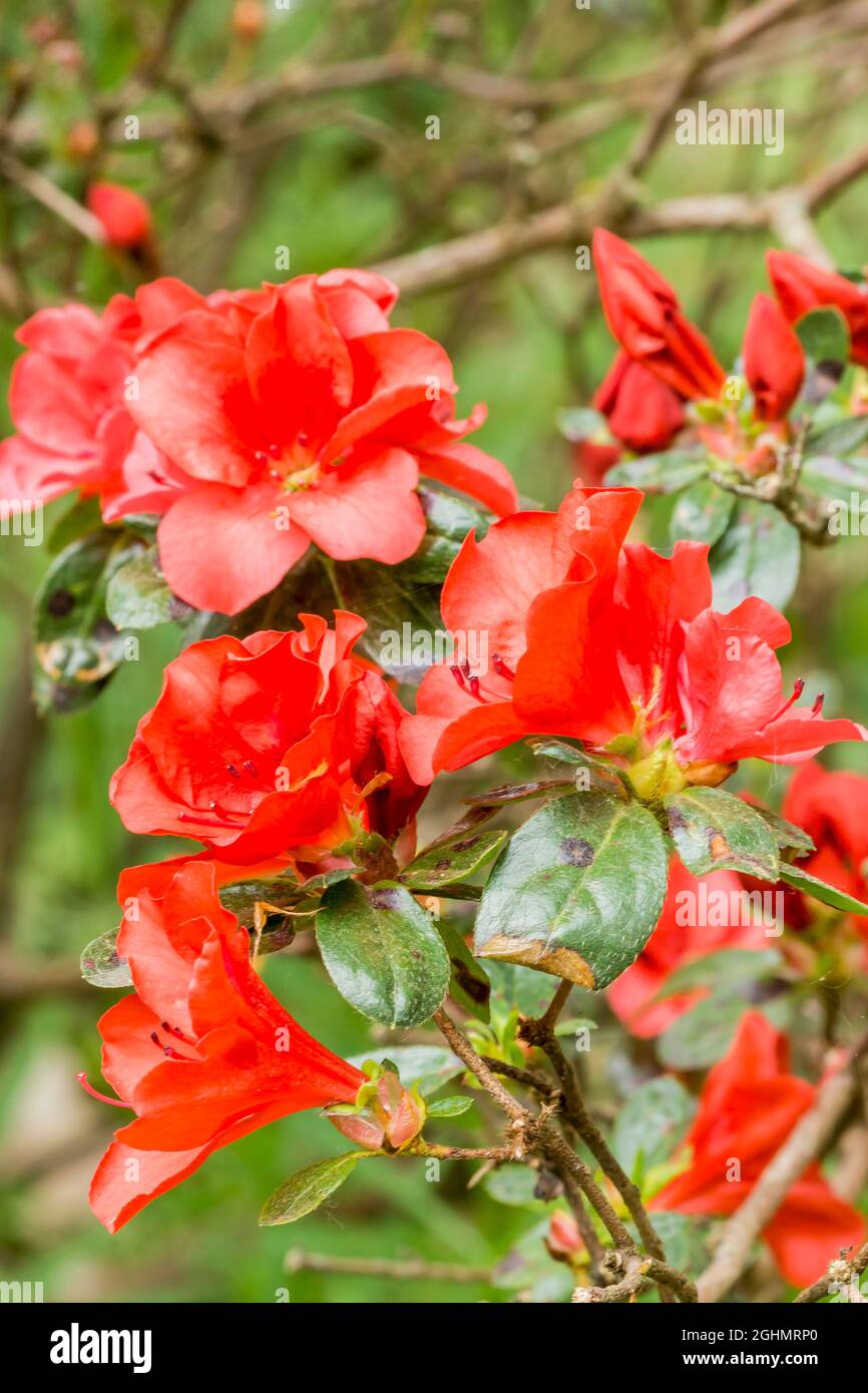 Azalea japonica 'Santa Maria' Stock Photo - Alamy