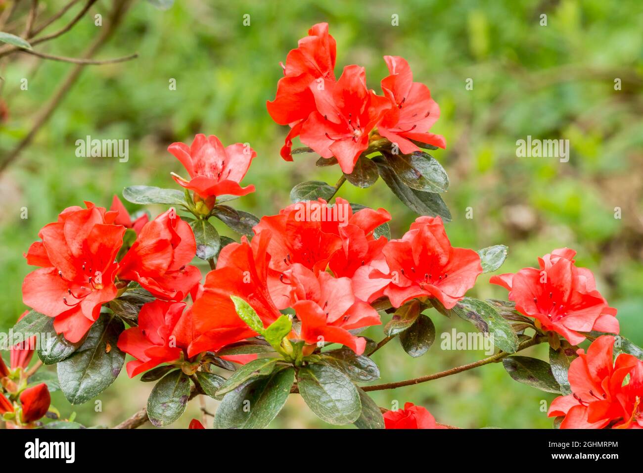 Azalea japonica 'Santa Maria' Stock Photo - Alamy