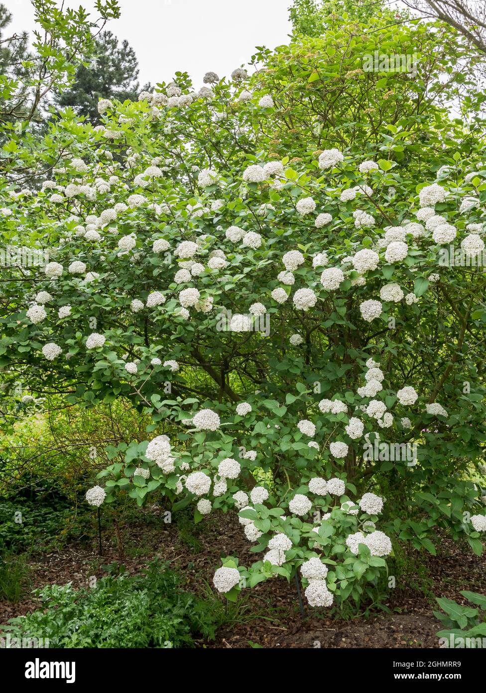 Viburnum Lantana High Resolution Stock Photography and Images - Alamy
