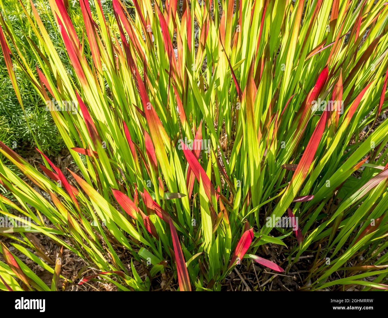 Imperata red hi-res stock photography and images - Alamy