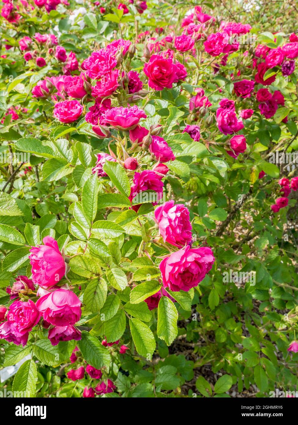 Rose tree 'Grootendorst Suprême' in bloom in a garden Stock Photo - Alamy