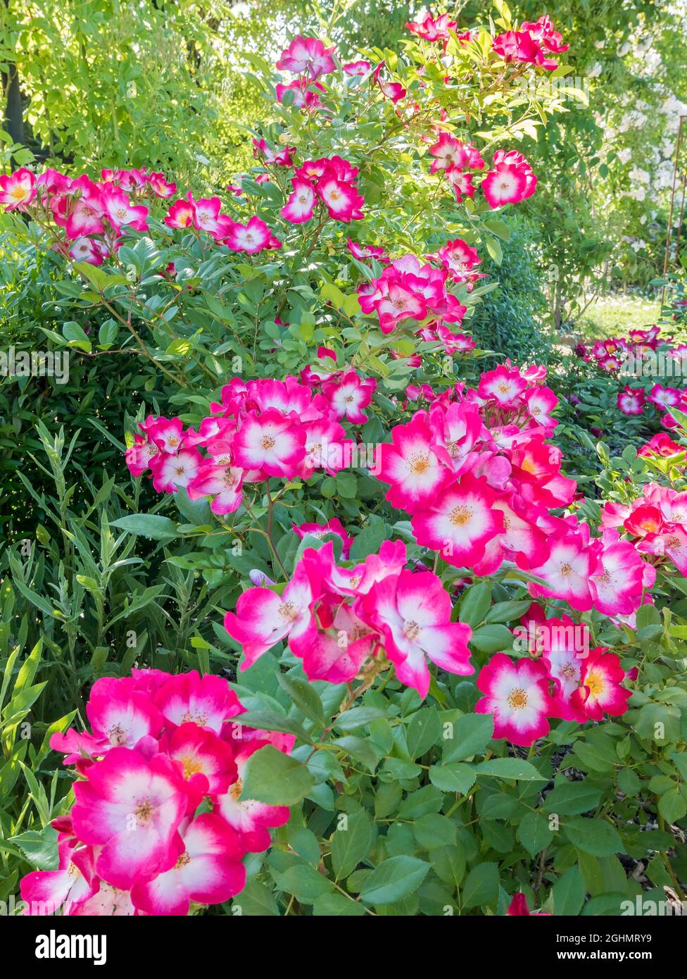 Rose tree 'Bukavu' in bloom in a garden Stock Photo - Alamy