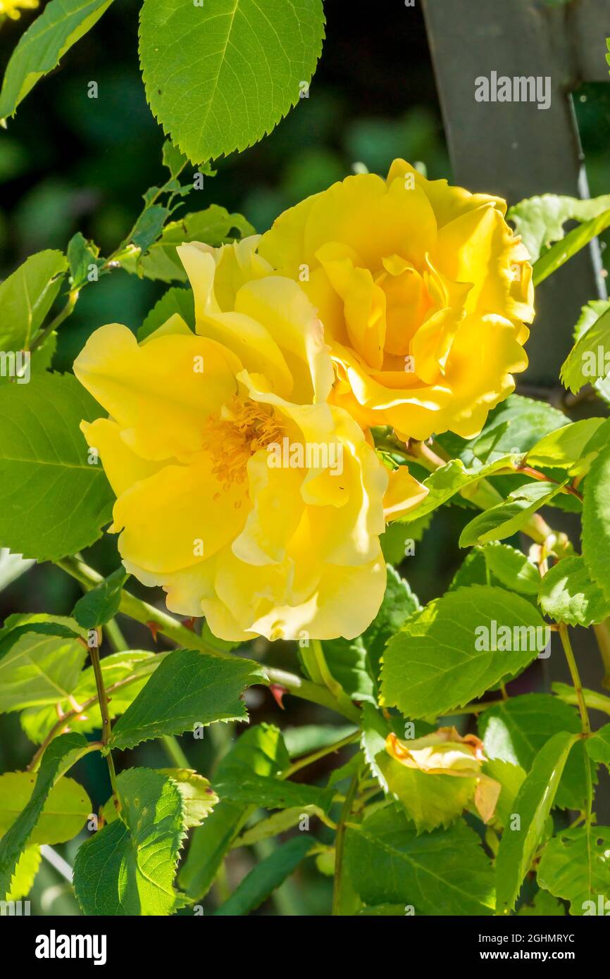 Rosa 'Golden Gates' Breeder : Kordes (ALL) 1995 Stock Photo - Alamy