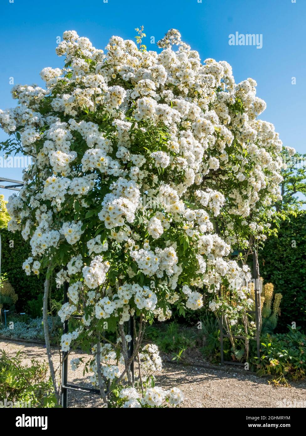 Rose tree 'Seagull' in bloom in a garden Stock Photo - Alamy