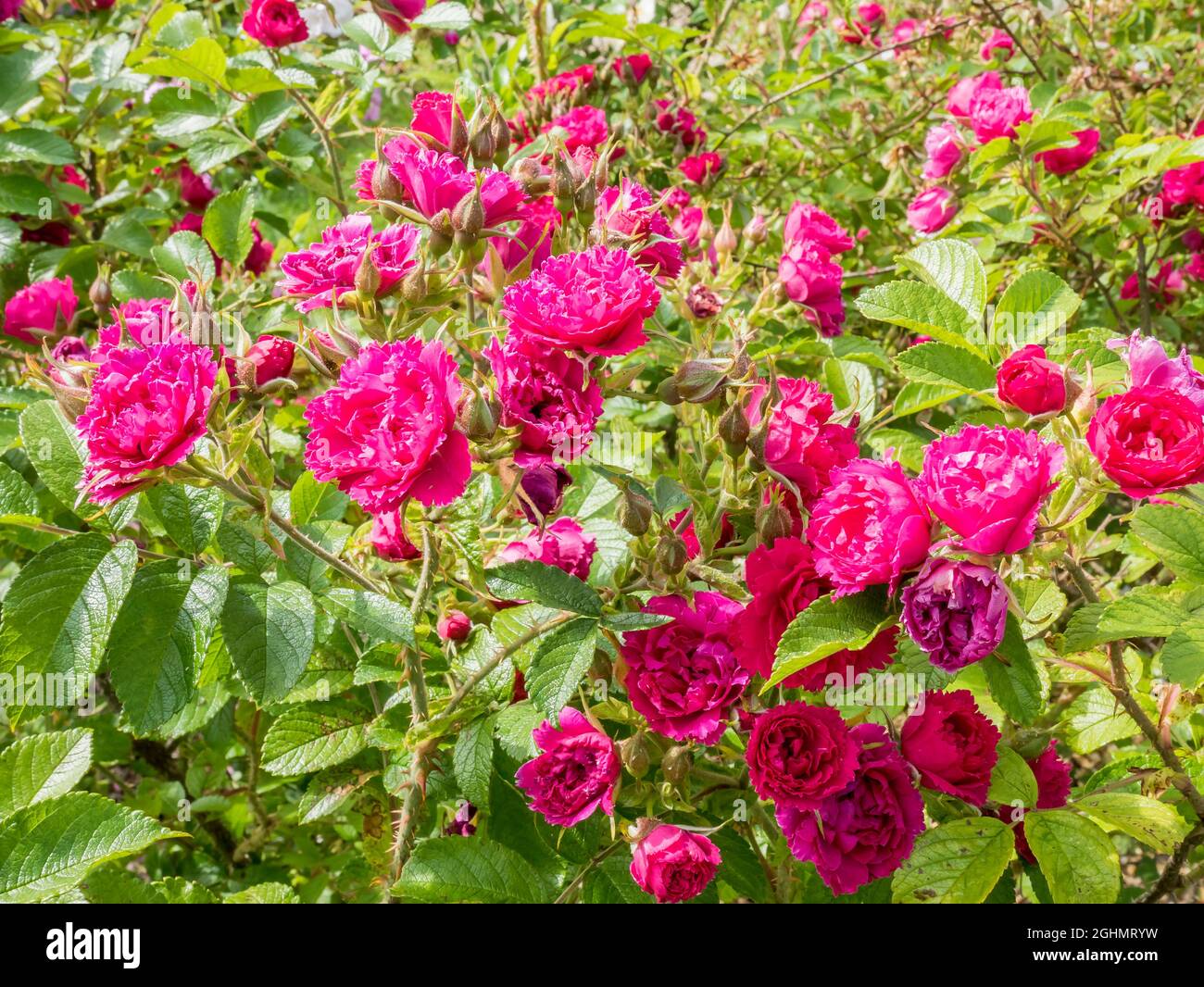 Rose tree 'Grootendorst Suprême' in bloom in a garden Stock Photo - Alamy