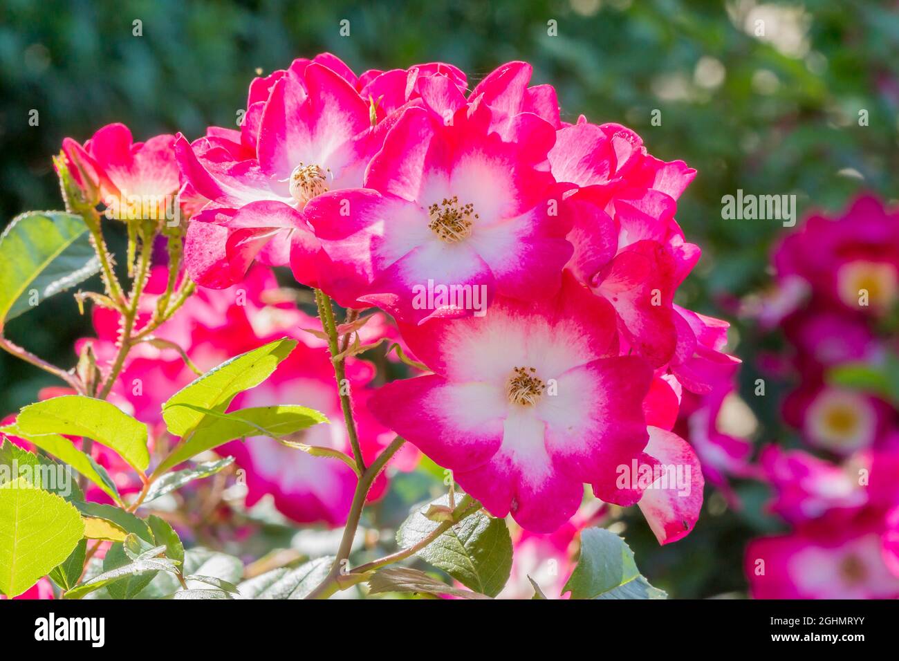 Rose tree 'Bukavu' in bloom in a garden Stock Photo - Alamy