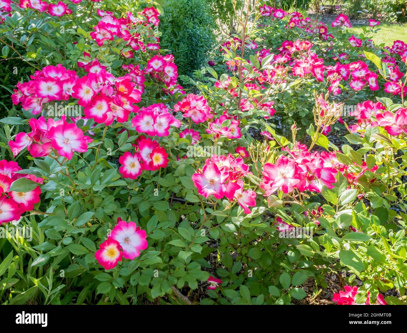 Rose tree 'Bukavu' in bloom in a garden Stock Photo - Alamy