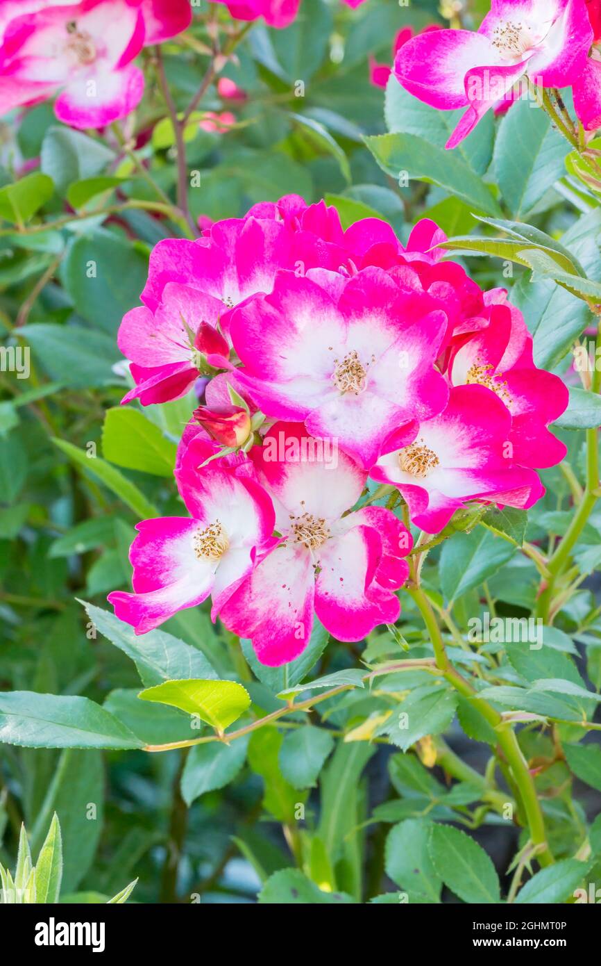 Rose tree 'Bukavu' in bloom in a garden Stock Photo - Alamy
