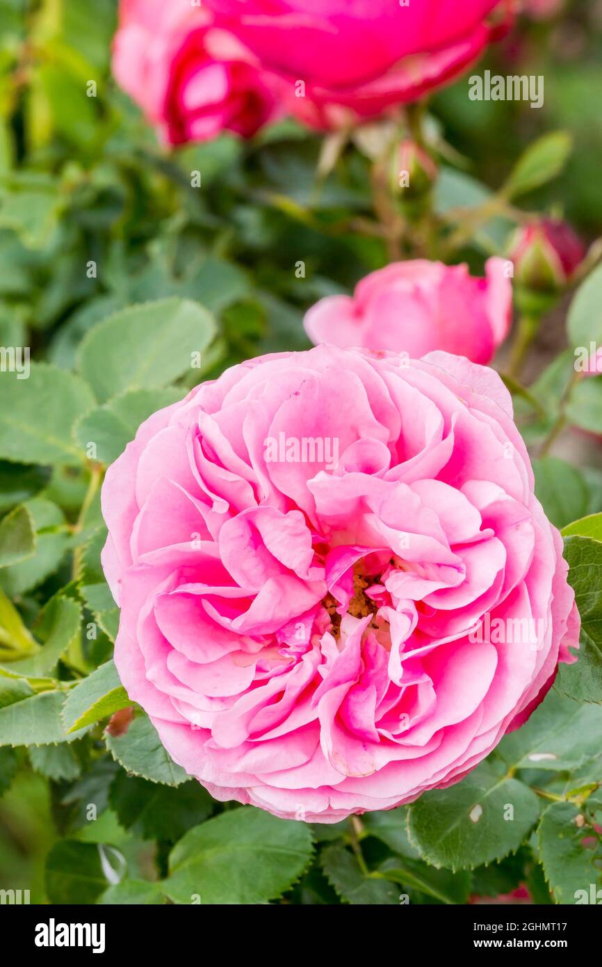 Rose tree 'Acropolis' in bloom in a garden Stock Photo - Alamy