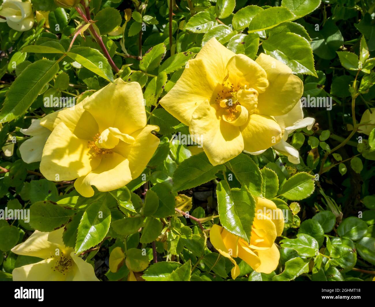 Rose tree ?Liane Foly' in bloom in a garden Stock Photo - Alamy