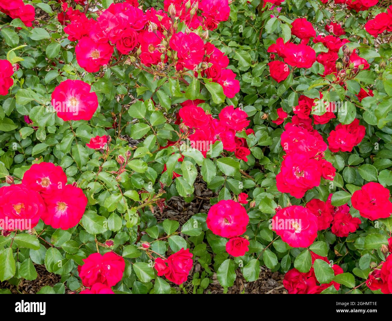 Full bloom magenta roses hi-res stock photography and images - Alamy